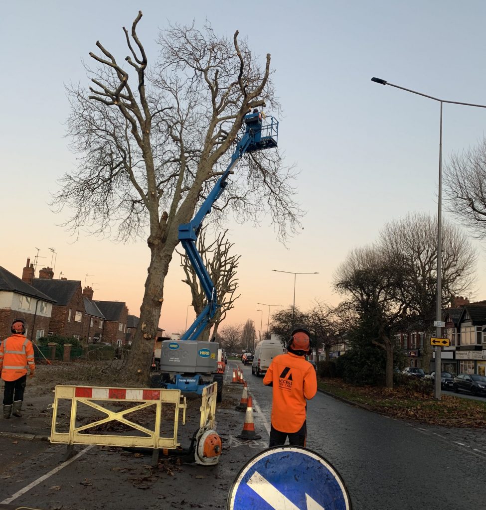 Tree maintenance Old - Access Tree Care